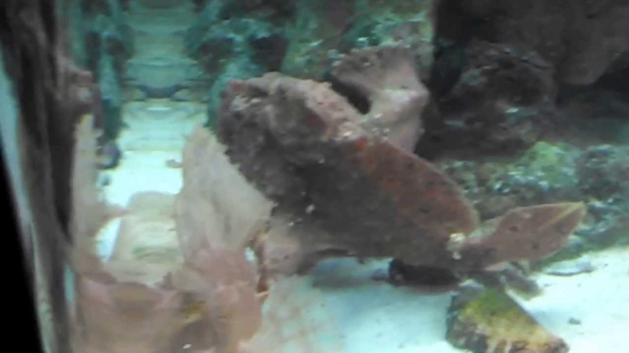 Pet Rhinopia and Painted Frogfish Feeding - YouTube