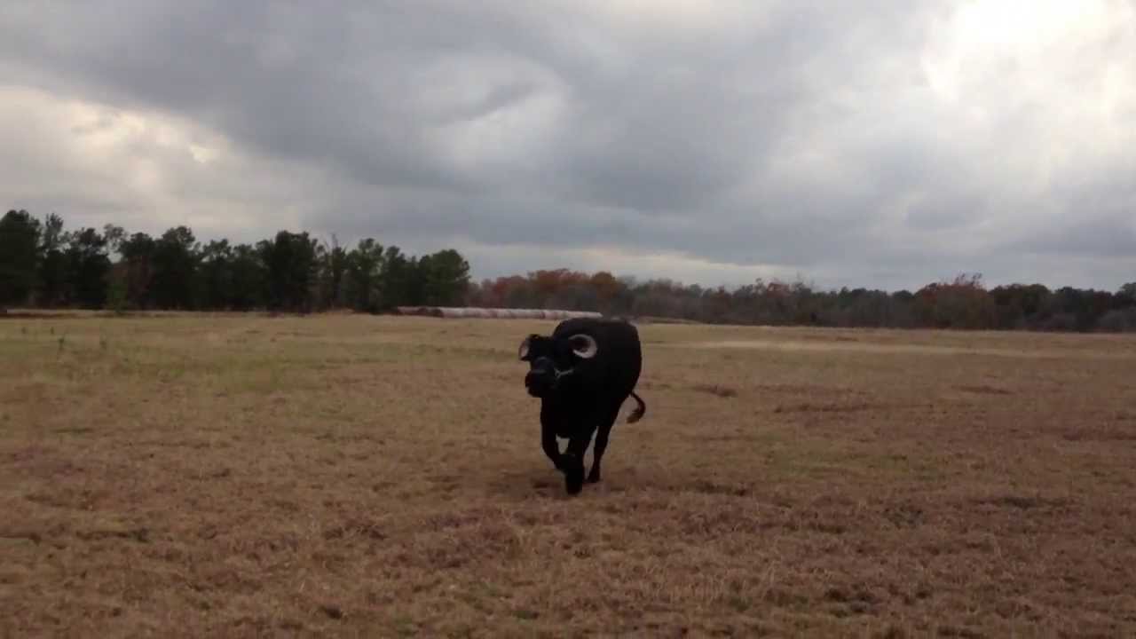 Wilson the water buffalo running - YouTube