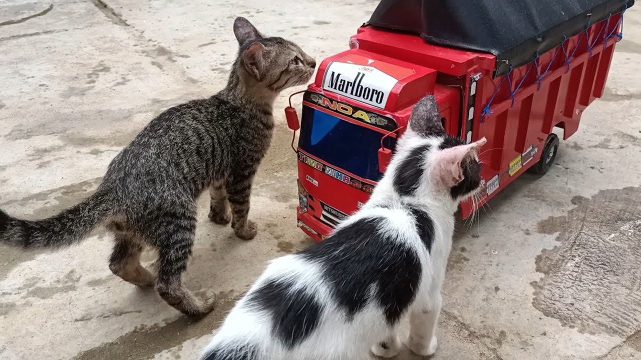 kucing bermain dengan mobil truck oleng , kucing lucu main ayunan - YouTube