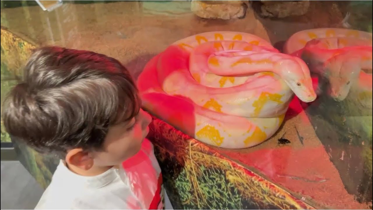Yusuf emaar akvaryumda balık yılan maymun birsürü hayvan gördü😍🤩 - YouTube