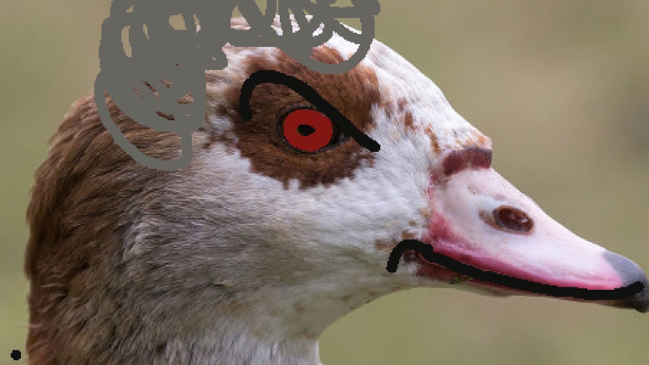 goose gets triggered because egypt goose steals bread - YouTube