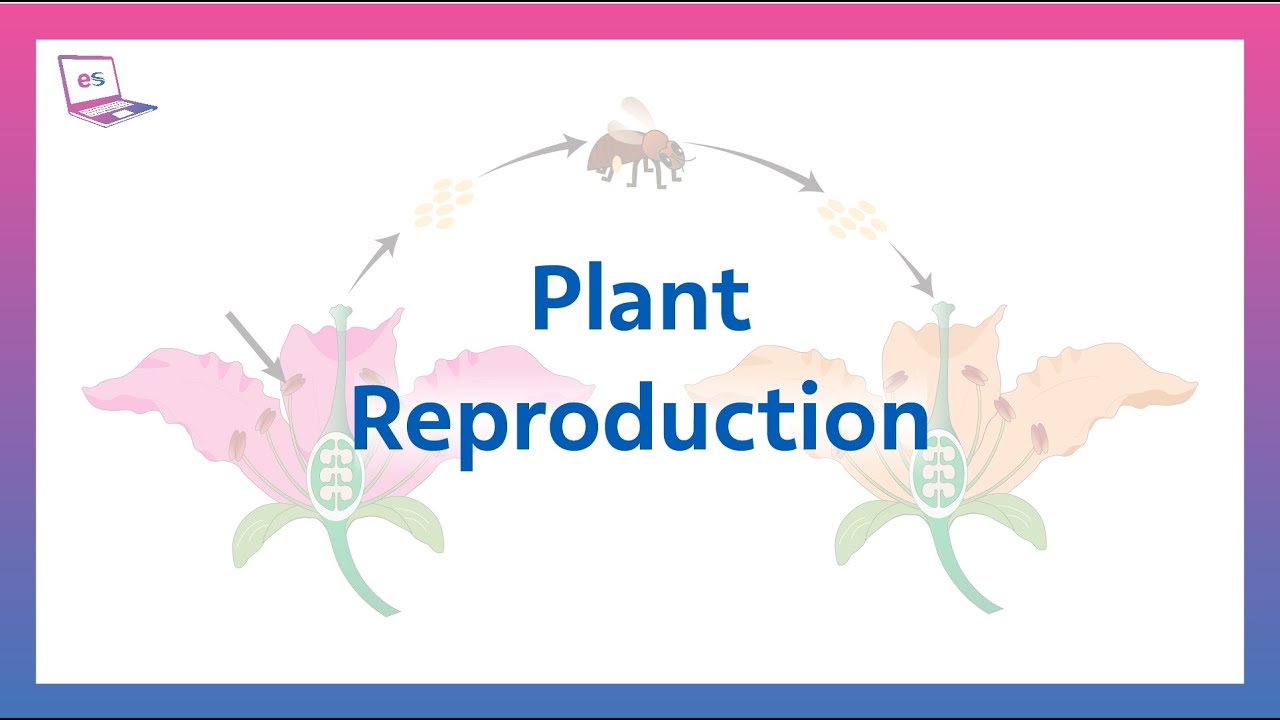 Plant Reproduction & Pollination Explained | ExamSorted - YouTube