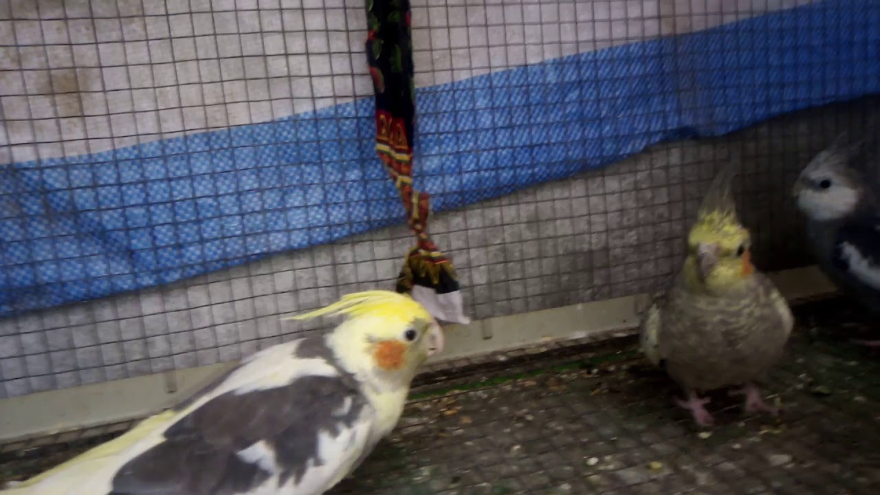 cocktail birds amazing birds funny things - YouTube