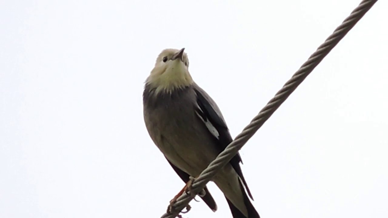 Red-billed Starling (Spodiopsar sericeus) 丝光椋鸟1-2-18 Yuen Long Tin Shui ...