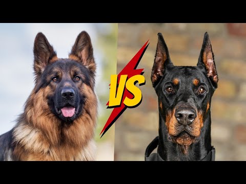 Battle of Titans: German Shepherd vs. Doberman Pinscher - Which Breed ...