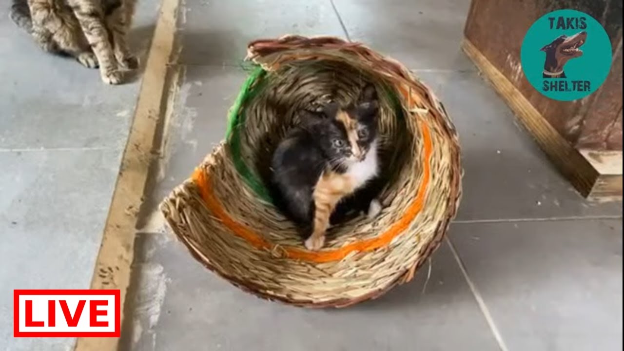 The cats area is getting better and better - Takis shelter - YouTube