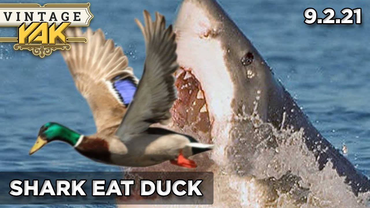 The Birth of Shark Eat Duck | Vintage Yak Clips 9-2-21 - YouTube
