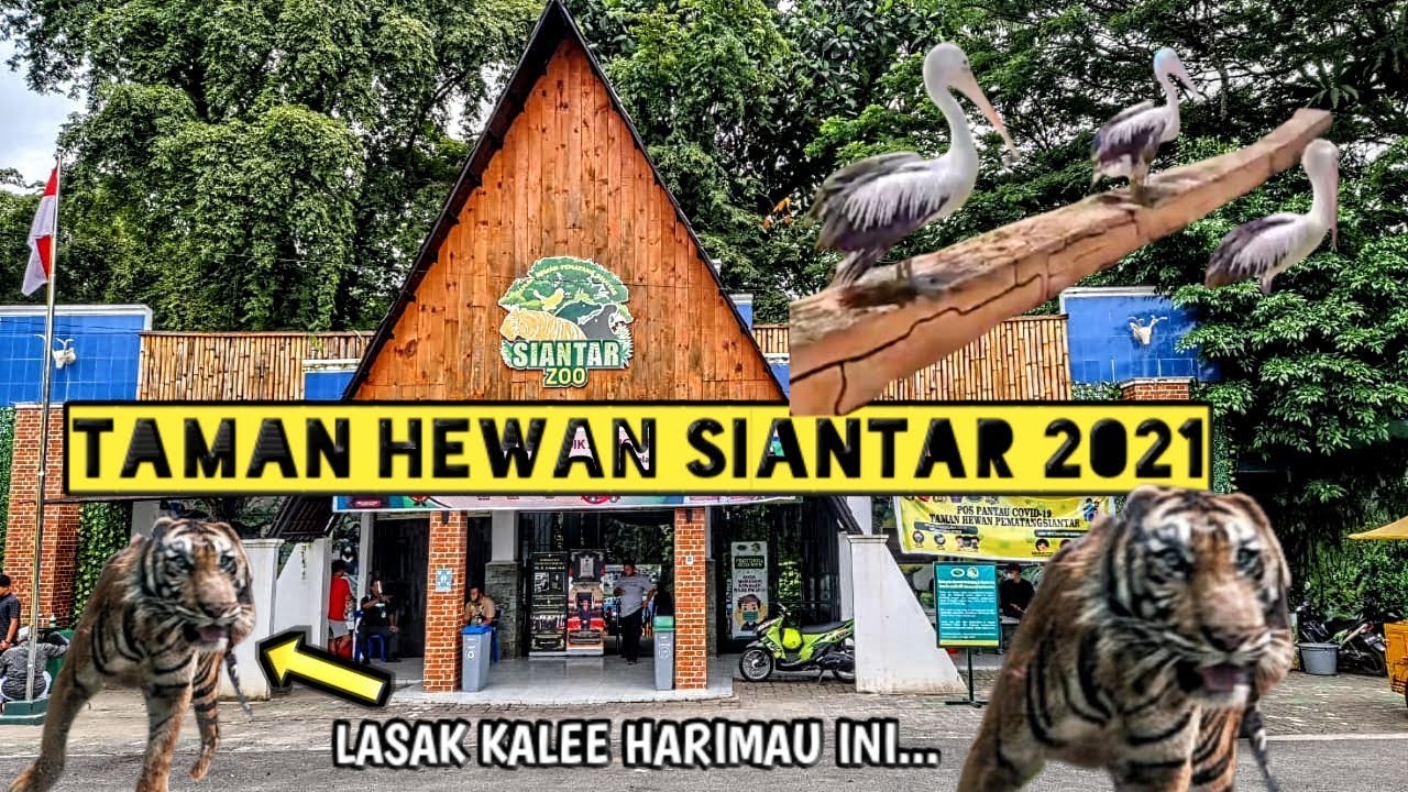 KEBUN BINATANG SIANTAR ( ZOO SIANTAR ) 2021 || TERLENGKAP DAN MENAWAN 🐯 ...