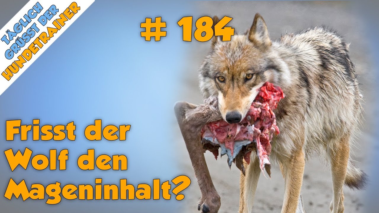 Fressen Wölfe den Magen und den Mageninhalt ihrer Beutetiere? Was sagen ...