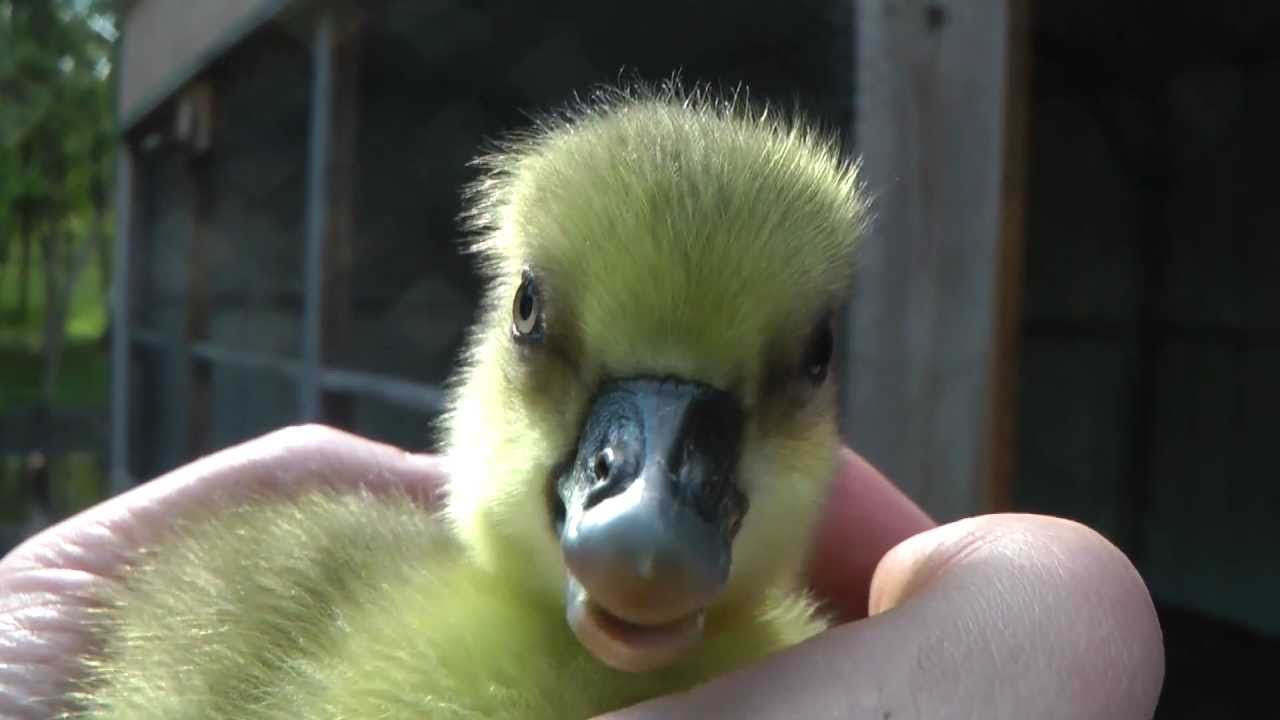 Baby Gosling Chirping - YouTube