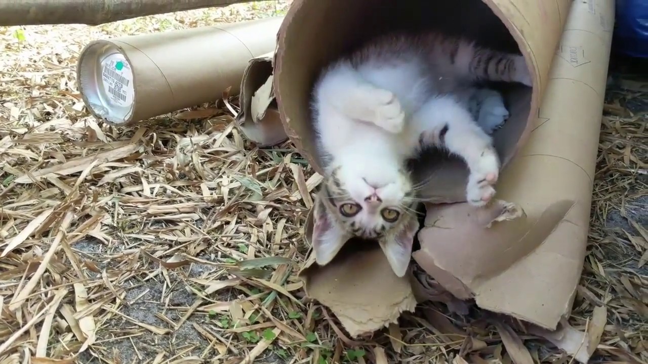 Kittens Everywhere! - YouTube