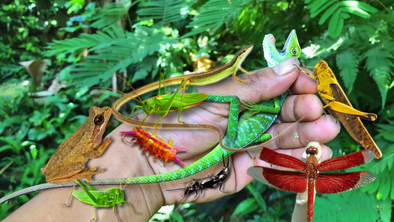 coolest insects hunting‼️catch chameleon,red dragonfly,frog,fire ...