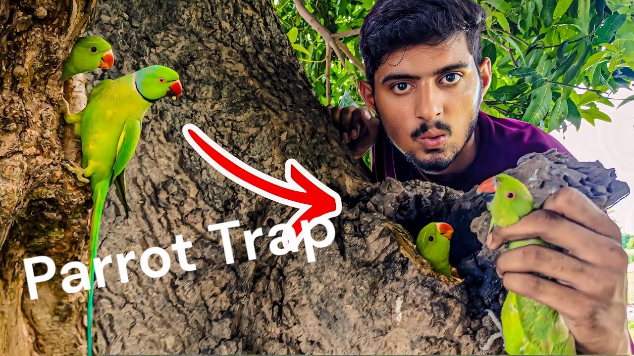 aj ham nay pir parrot pakray. @shehrmaindihat @inzioribrahim @PetsSwag - YouTube