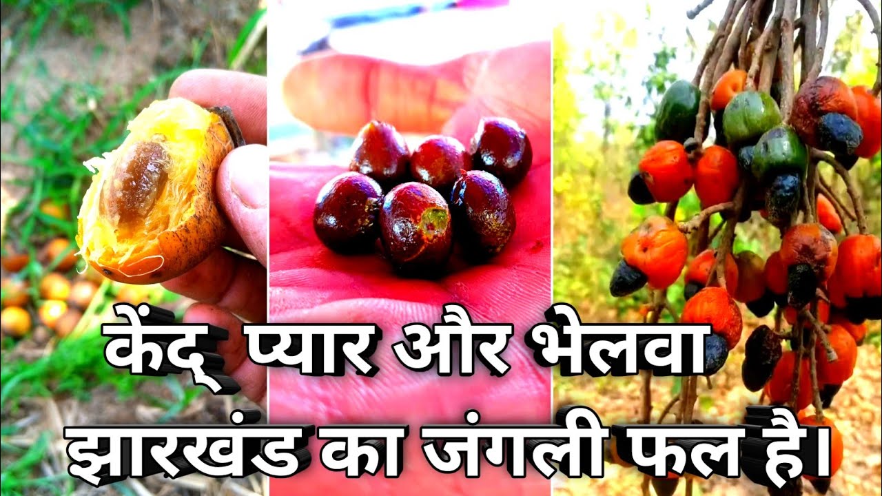 केंद् प्यार और भेलवा झारखंड का जंगली फल है। Kend Pyaar and Bhelwa It is ...
