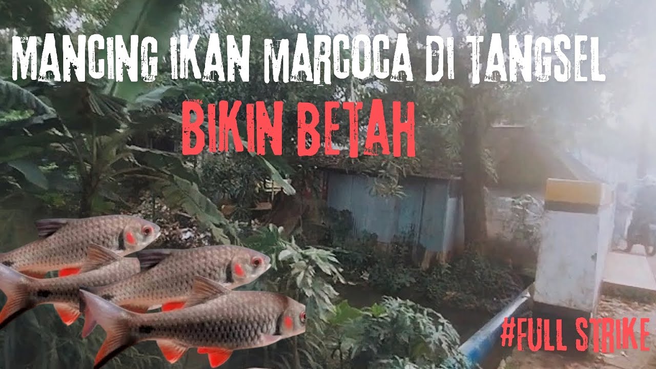 INFO SPOT MANCING LIAR DI TANGERANG SELATAN | MANCING IKAN MARCOCA ...