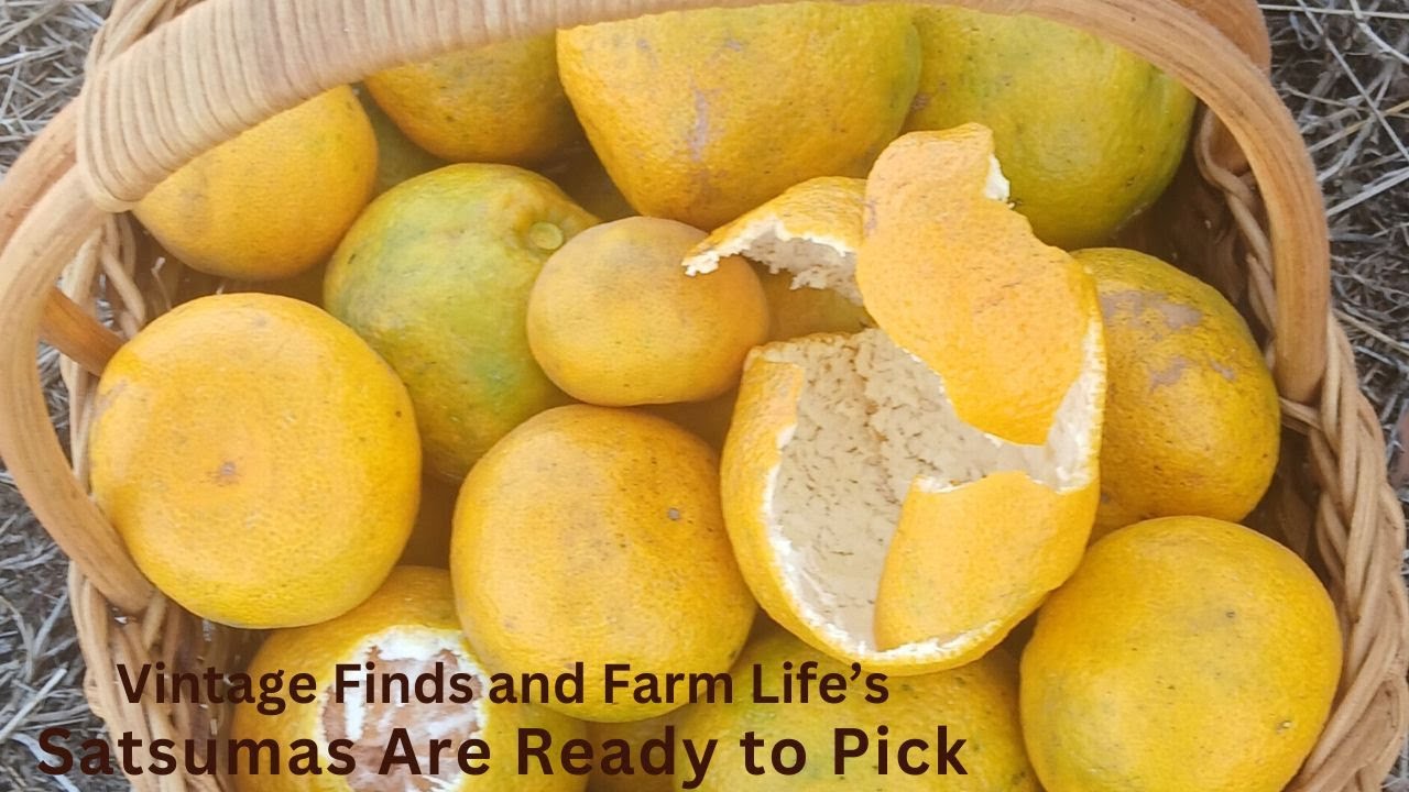 Walking the Farm Part 2 - Satsuma's Are Ripe! - YouTube