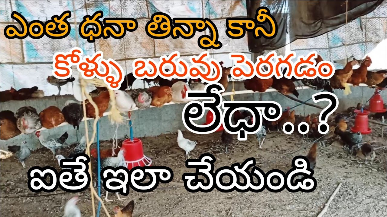 how to recover weak birds in poultry| how to get good weights of hens ...