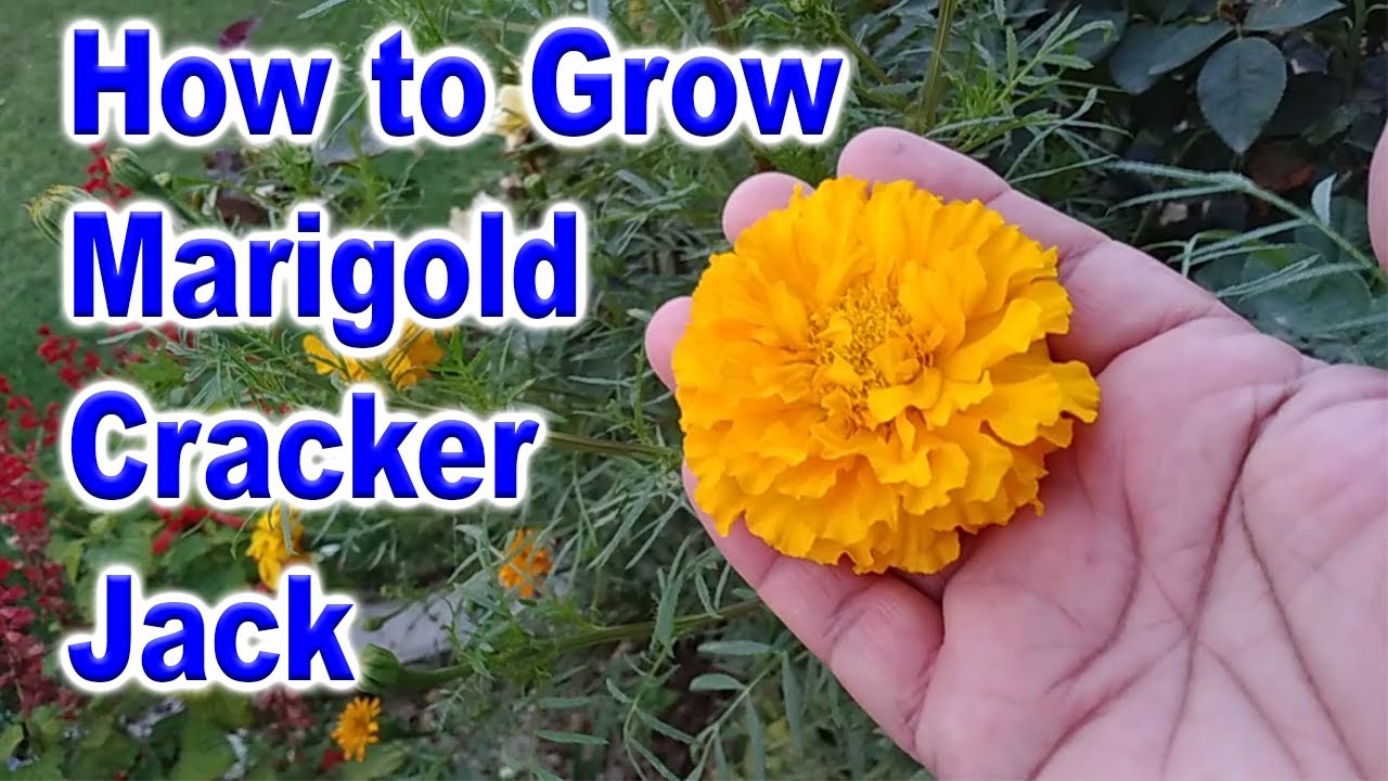 Marigold Crackerjack Flowers Review and Update | How to Grow Marigold ...
