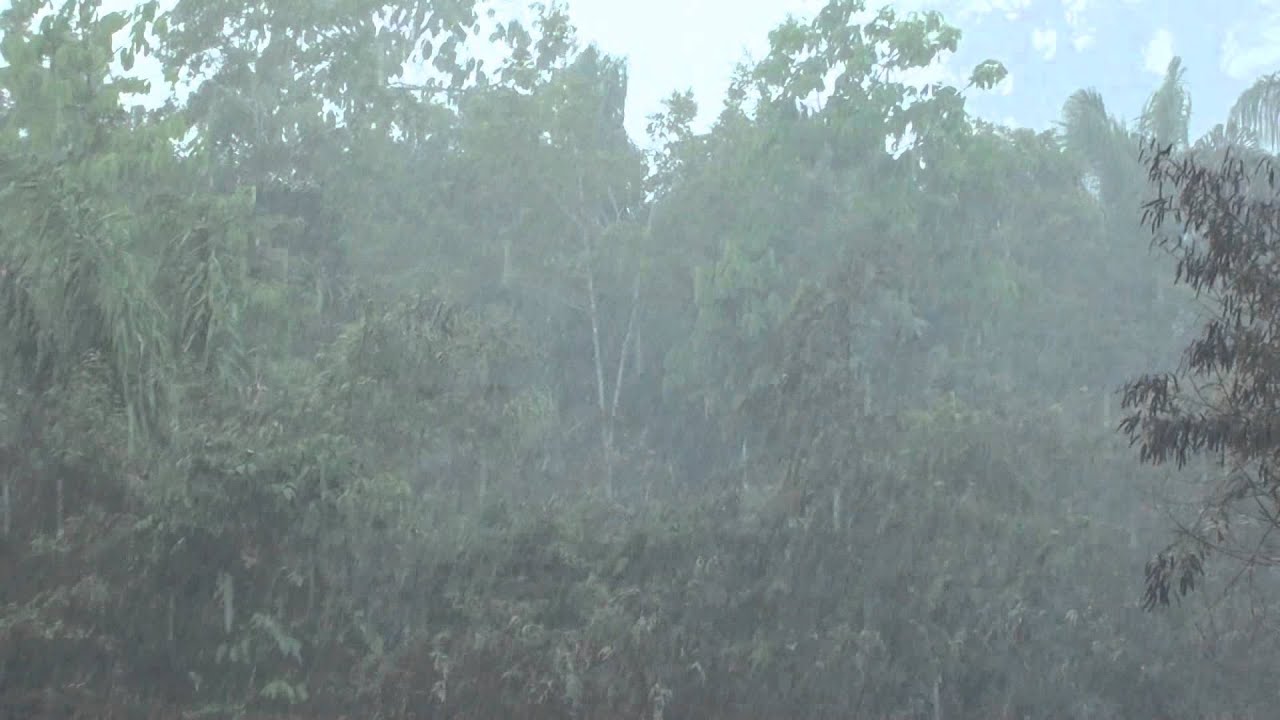 SONS DA NATUREZA PARA RELAXAMENTO, CHOVENDO NA FLORESTA AMAZÔNICA ...