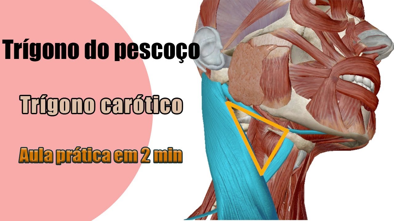 Trígono carótico (Delimitações e Conteúdo) - Anatomia Humana - Anatomia ...