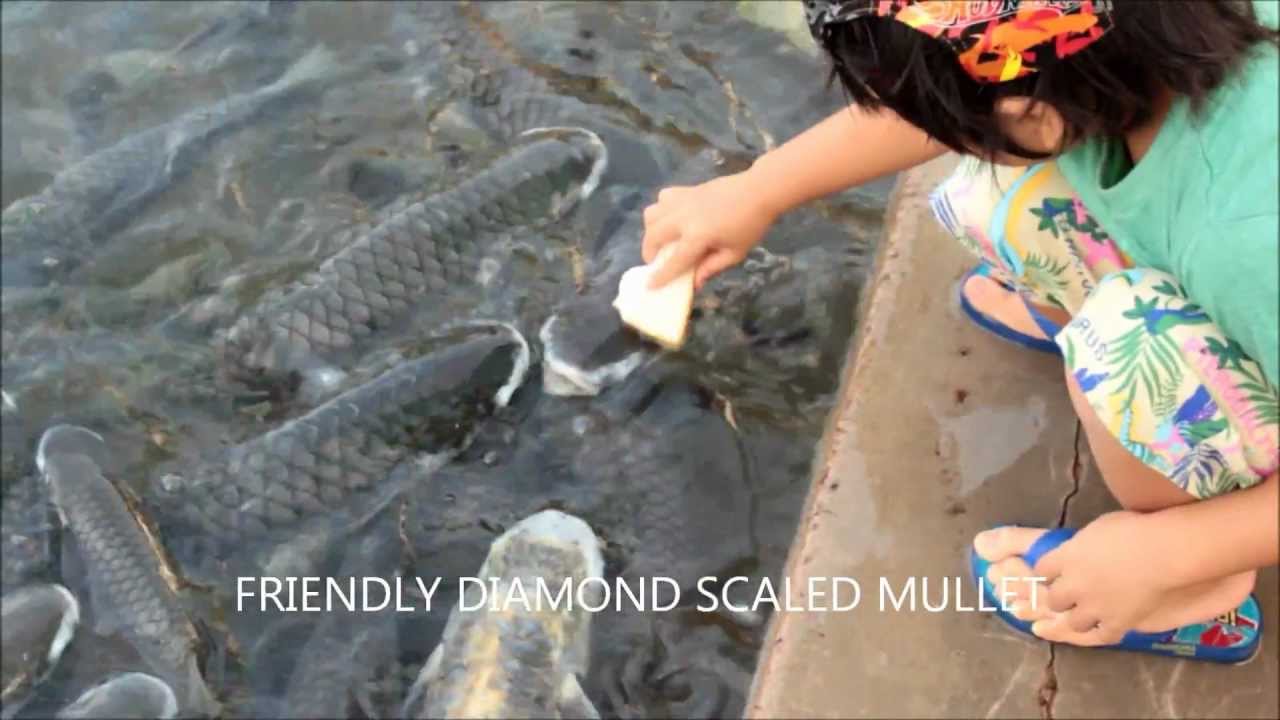 Feeding Hundreds of Wild Fish at Aqauscene(Doctors Gully) - YouTube