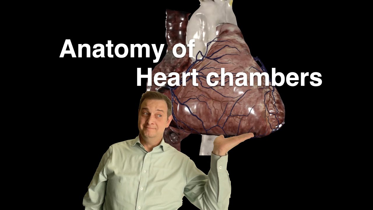 Anatomy of Heart Chambers - YouTube