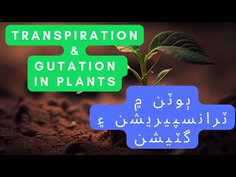 Transpiration in plants| Gutation in Plants - YouTube