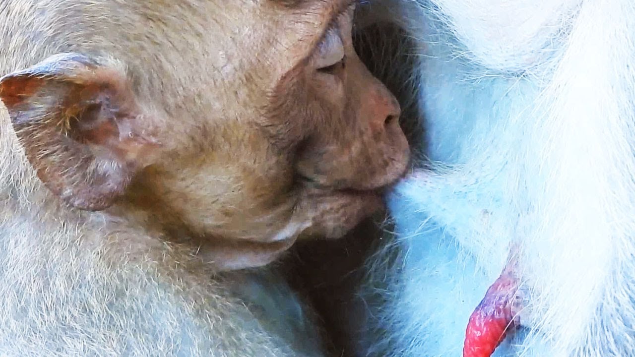 Adorable Monkey Shows Loving Care for Baby with Milk - YouTube