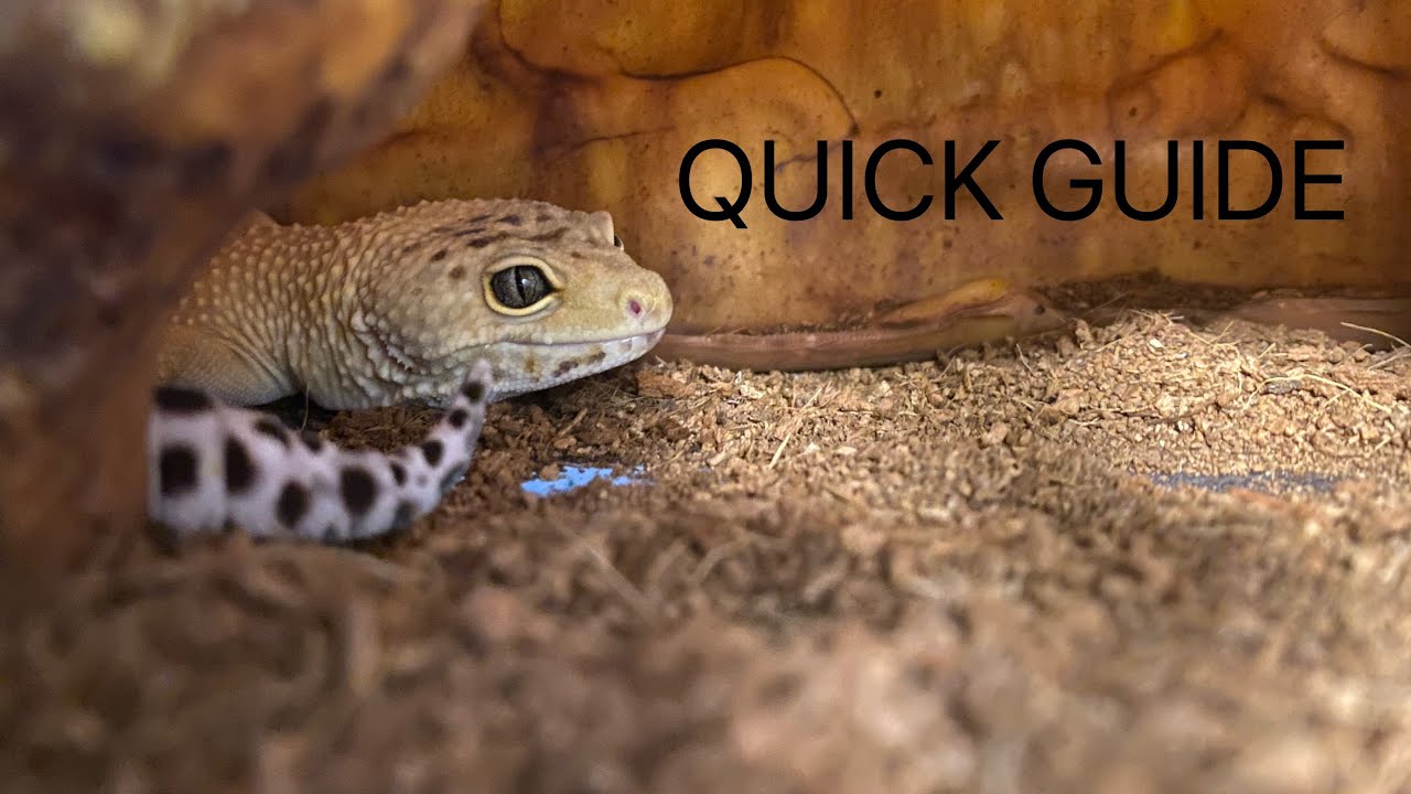 YOUR LEOPARD GECKO’S TAIL FELL OFF | Now what? - YouTube
