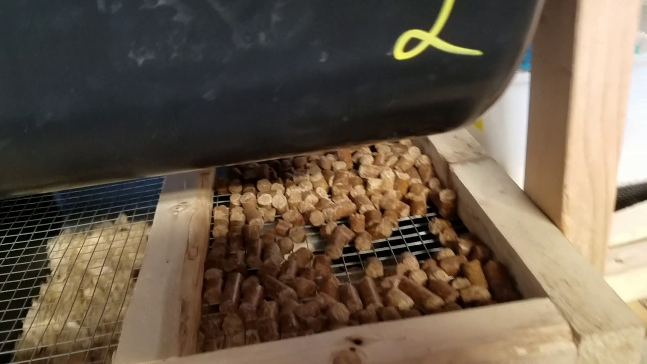 Our rat breeding set up and update.. - YouTube