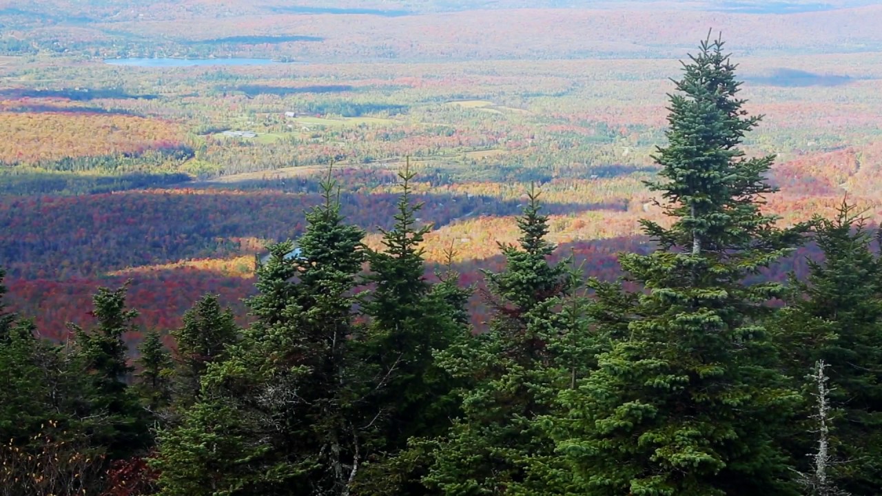 Pine Trees with Colors - YouTube
