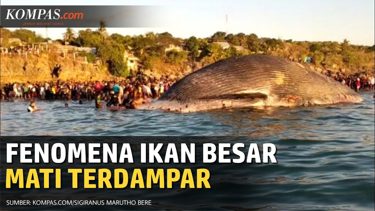 Ikan-ikan Raksasa Terdampar di Pantai Indonesia - YouTube