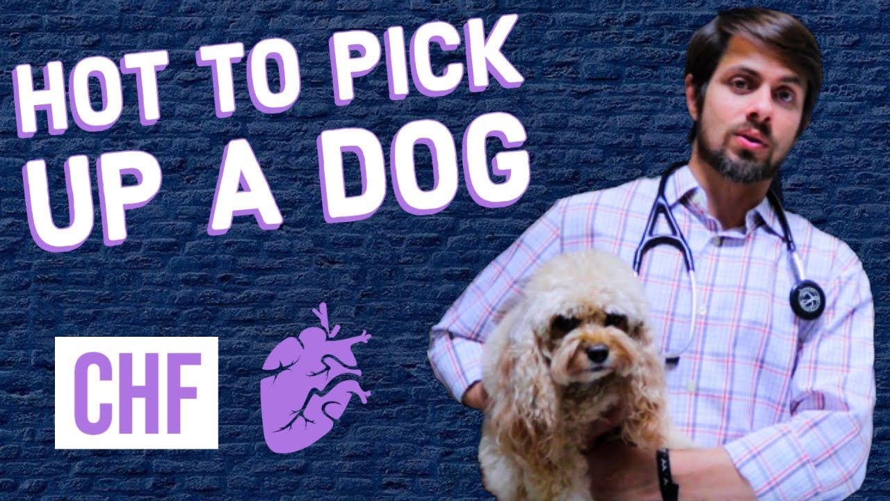 How to Pick Up a Dog After Surgery or with CHF - YouTube