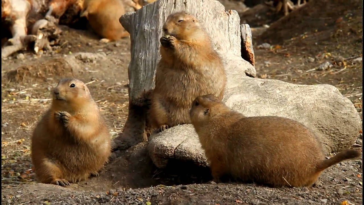 Prairie Dogs @ the Detroit Zoo - YouTube