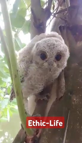 হুদুম পেচা #owl #animals #pets #birds #hudum #pecha - YouTube