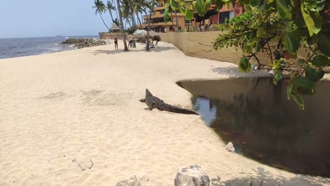 Los Tules, un pequeño espacio natural en la ciudad - YouTube