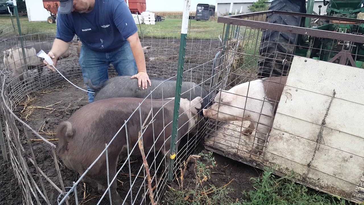 Breeding gilts - YouTube