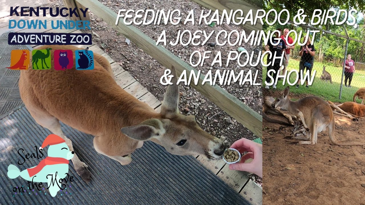 Kentucky Down Under Adventure - Kentucky Down Under Animals - Horse ...