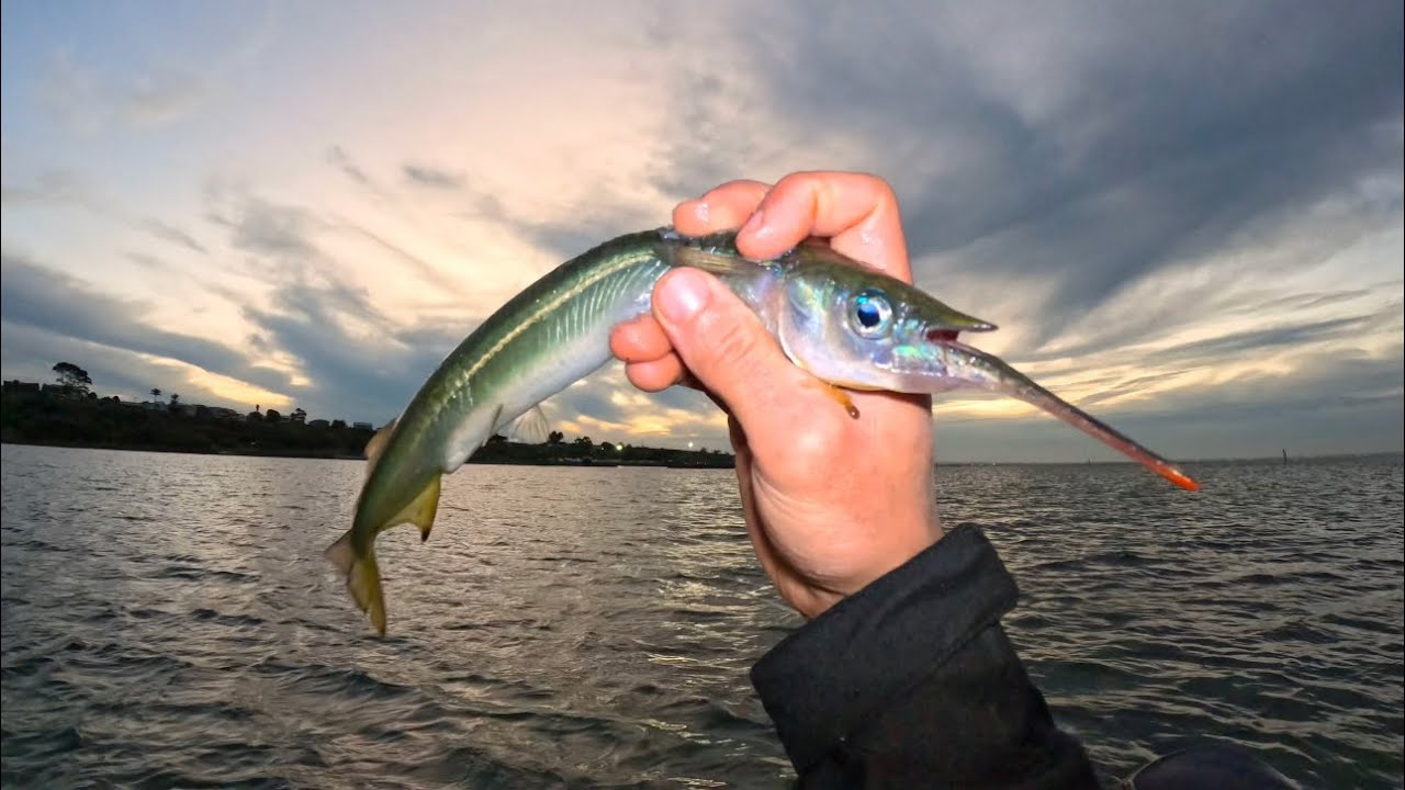 Fishing For Garfish - YouTube
