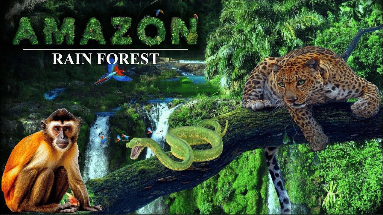 Amazon jungle | Part 1 | Wild Adventures | Largest jungle in world ...