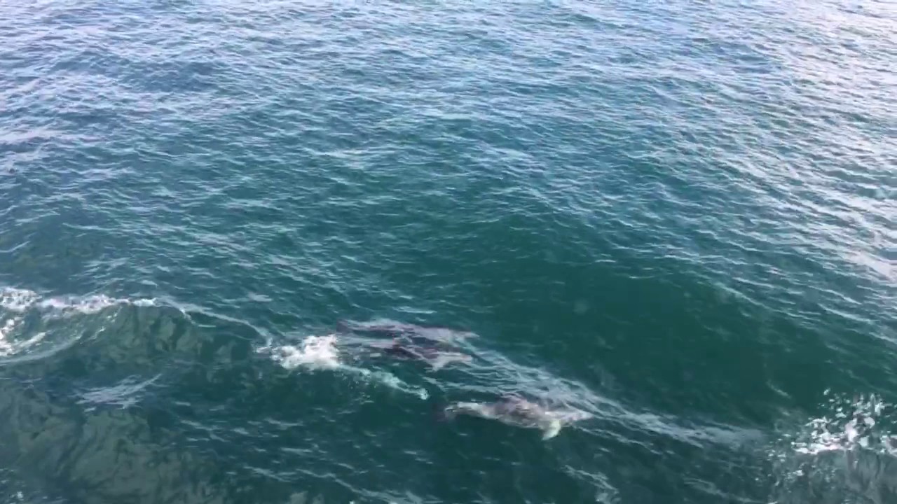 Dolfins racing with ship - Australia - YouTube