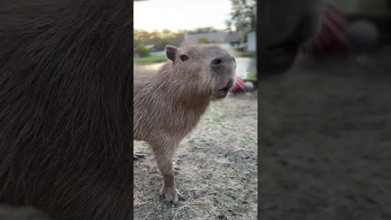 Barking capybara. - YouTube