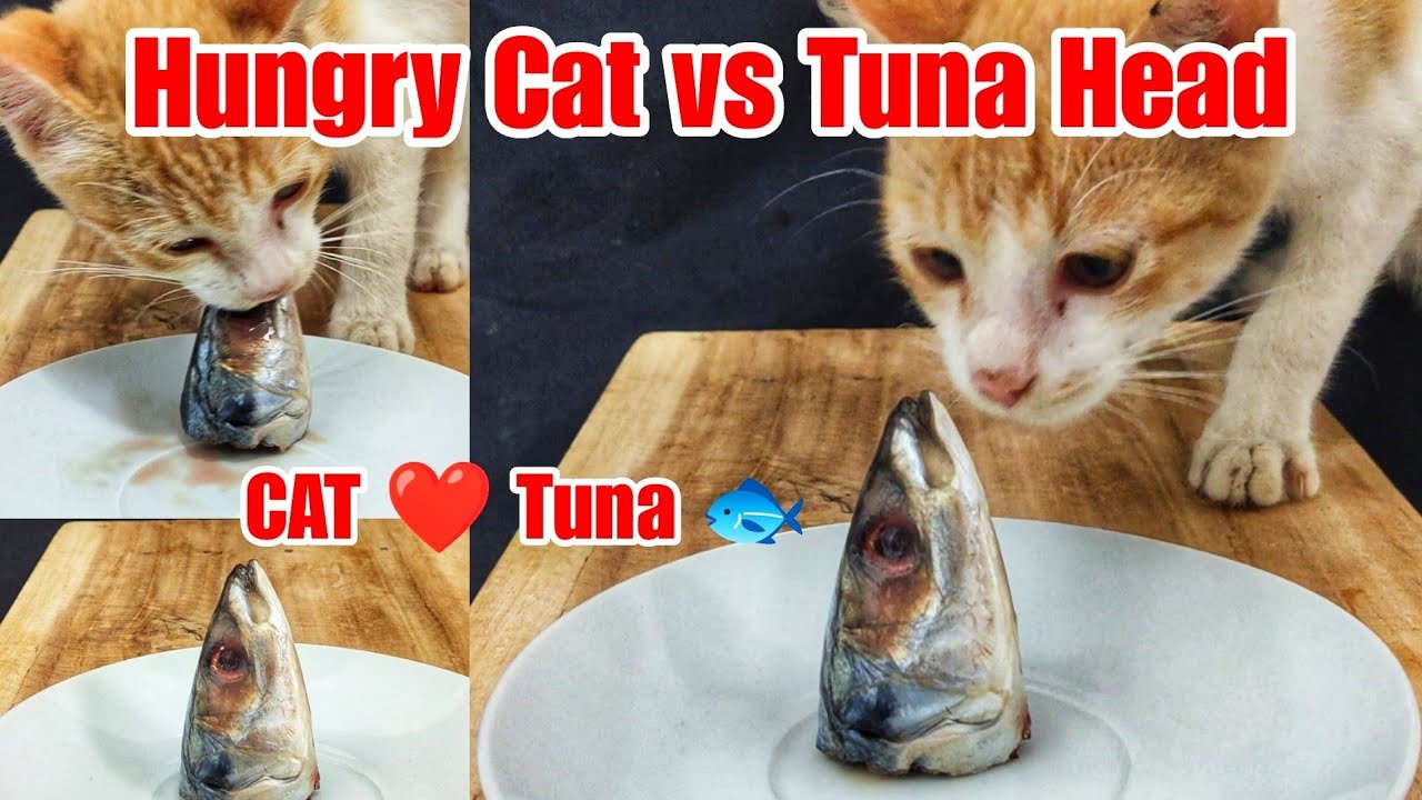 Hungry Cat Eating Tuna Head ASMR - Delicious Tuna Head Feast for Cats ...
