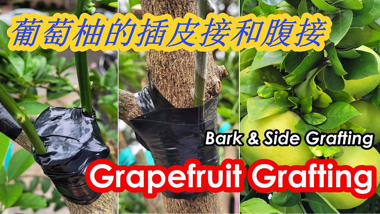 Grapefruit Grafting Using Multiple Grafting Techniques | Bark Grafting ...