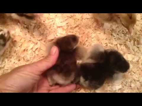 Chocolate & mottled English Orpington chicks - YouTube