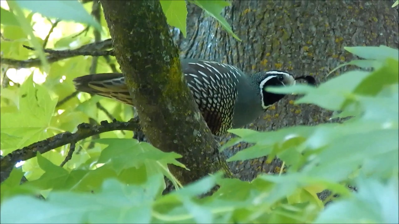 Quail in the Pokey Ball (Liquid Amber) Tree - YouTube