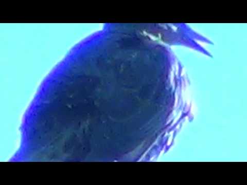 APOCALYPTIC GLOWING BIRDS - YouTube