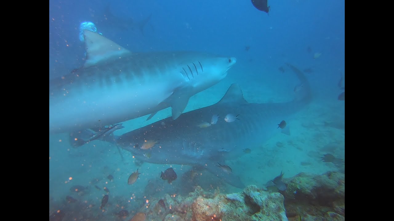Nov 27 2024 Cathedral Ledge Fiji Shark Dive 1 - YouTube
