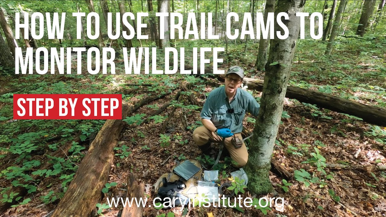 How to Use Trail Cams to Monitor Wildlife: Step by Step - YouTube