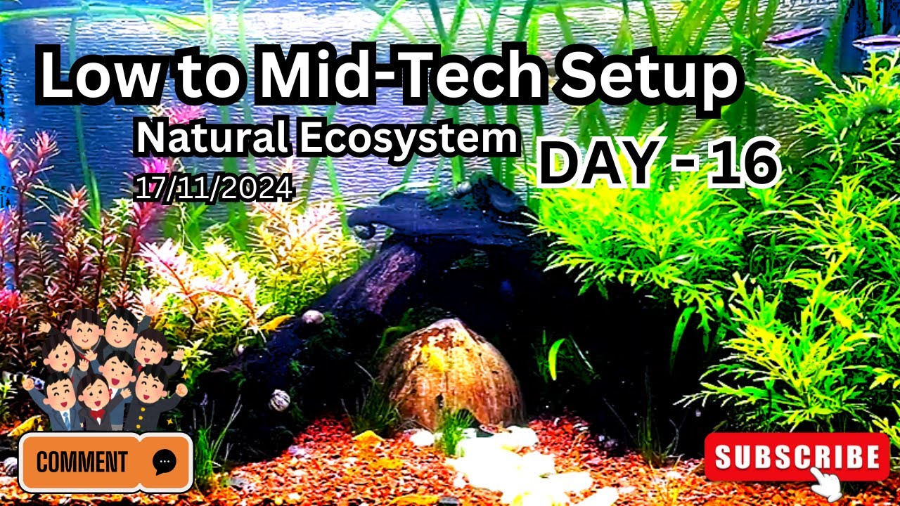 Natural Ecosystem Day 16. Low-Mid Tech Setup. 17/11/2024 - YouTube